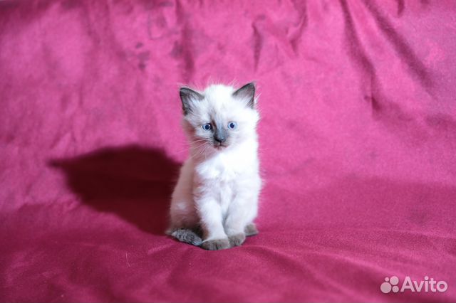 Котёнок девочка, бирманской породы возраст 1 месяц