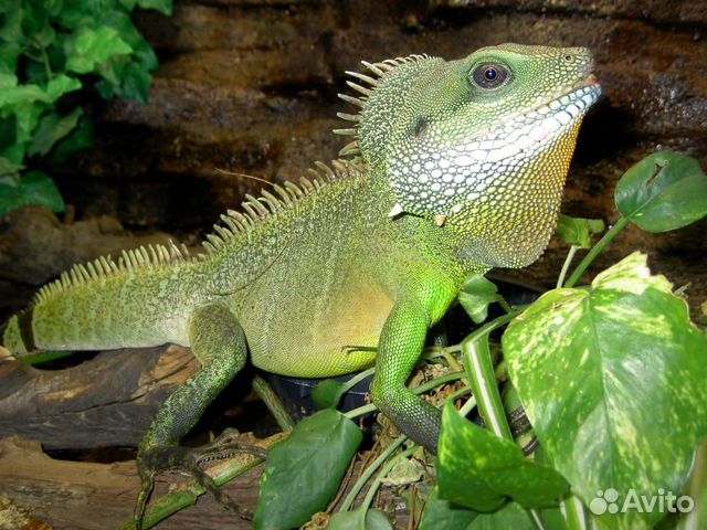 Водяная агама