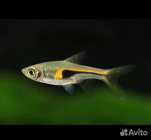 Расбора Хенгеля, Родостомус