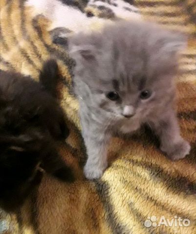 Котята полуперсы