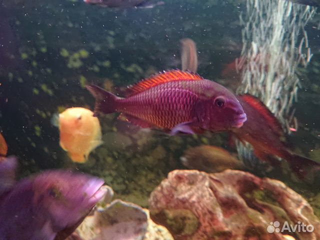 Семья трофеусов молиро