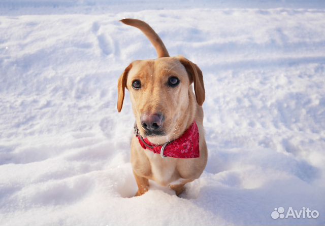 Метис-такса молодая собака в добрые руки