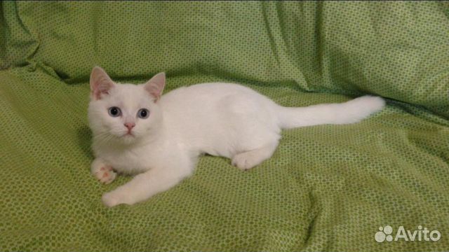 Британский кот шиншила