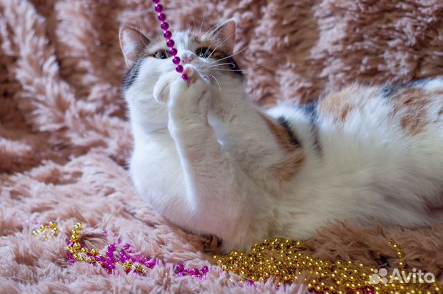 Кошечка Рокси ищет дом