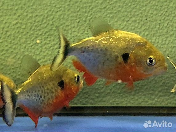 Аквариумная рыба Пиранья (Cariba)