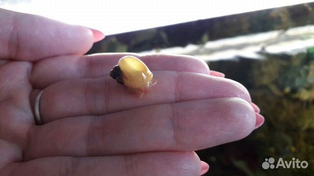 Ампулярии молодь