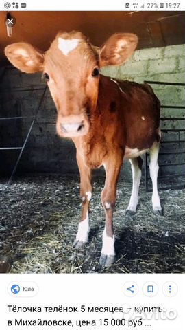 Продам телочку 2 месяца