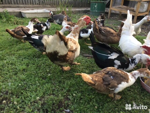 Мускусные утки / Цесарки / Куры несушки