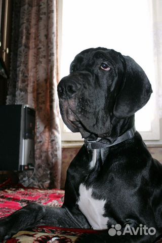 Щенок немецкого дога