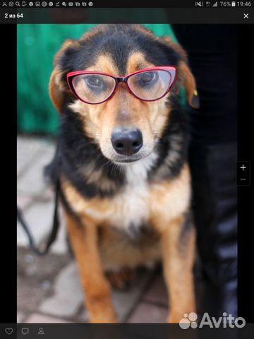 Метис гончака в добрые руки