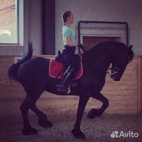 Фризский жеребец