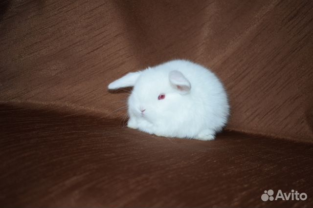 Белый карликовый кролик -Питомник -Клетки-Доставка