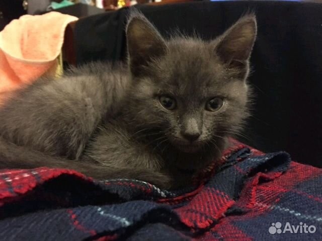 Котенок породы русская голубая