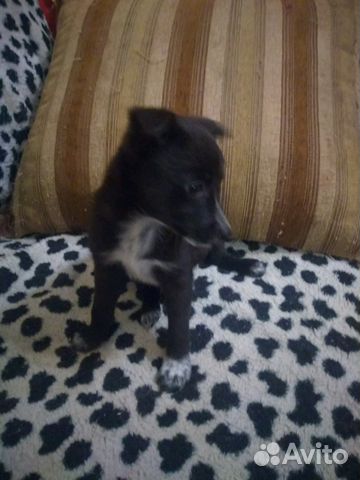 Девочка - Ночка 1,5мес