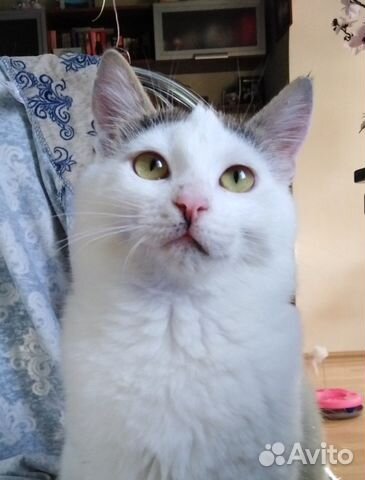 Самый добрый котенок ищет любящую хозяйку