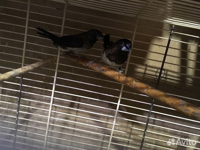 Японские амадины