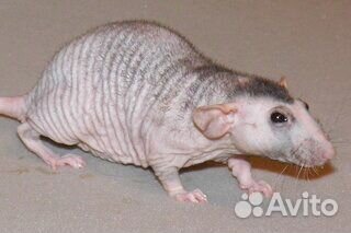 Крыса сфинкс
