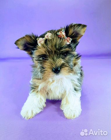 Девочка Блю берри