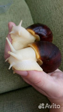 Улитка архахатина Палуаэрти альбино боди