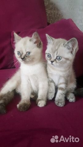 Котята шотландские