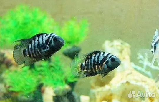 Рыбки цихлиды