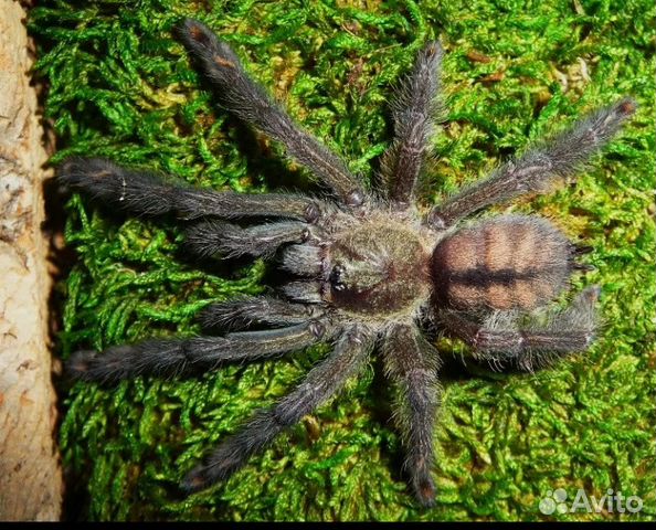 Паук птицеед psalmopoes Cambridgei