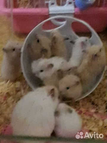 Сирийский хомяк