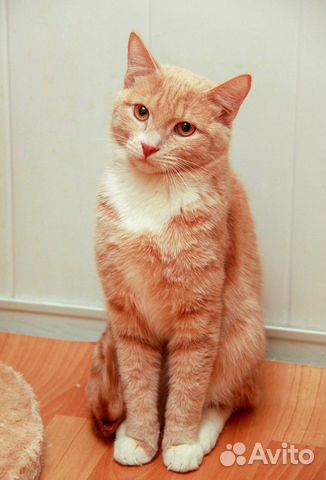 Котик подросток в добрые руки