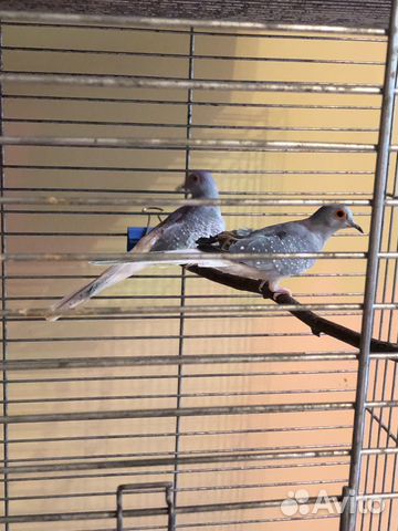 Бриллиантовые горлицы пара