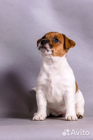 Джек Рассел терьер