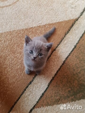 Шотландский котёнок