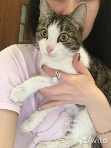 Отдам кошечку в добрые руки