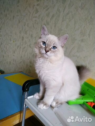 Котенок подросток Невская маскарадная