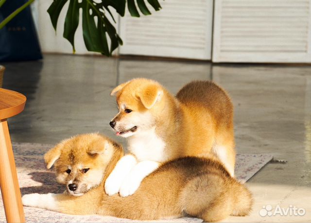Мальчики и девочки акита с отличной родословной
