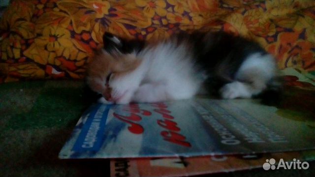 Котёнок богатка