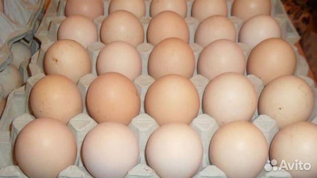 Продам инкубационное яйцо бролера кобб-500