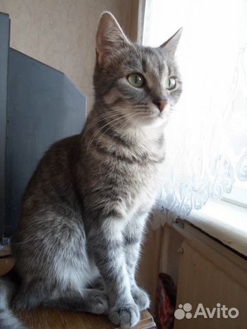 Кошечка Яся ищет дом