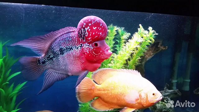 Хорн "Красный дракон"