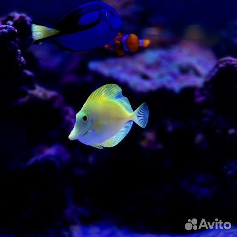 Морские рыбки