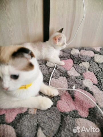 Девочка красавица от вислоухой