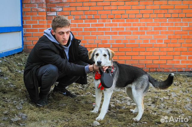 Собака спасённая с улицы ищет дом