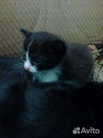 Котик
