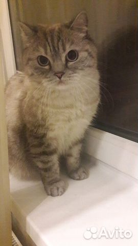 Кот Теадор королевских кровей )