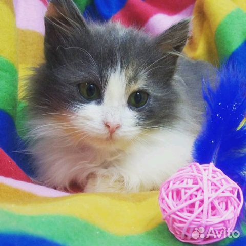 Котенок девочка 6 мес