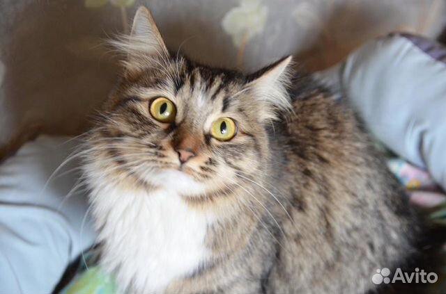 Мишель ищет дом