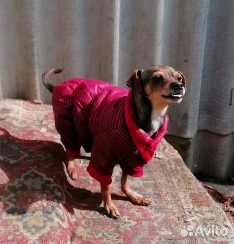 Бемби ищет дом