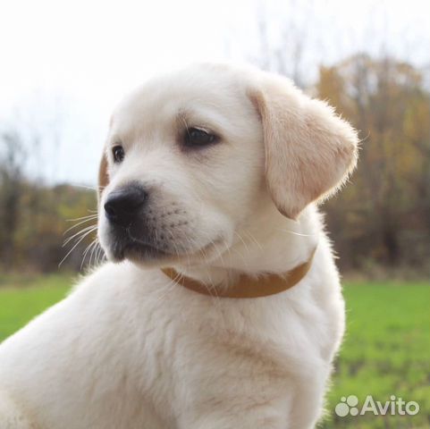 Лабрадор палевые и шоко щенки