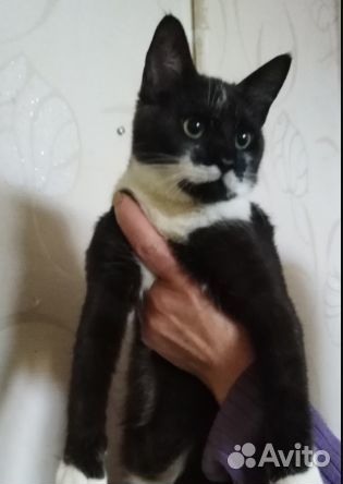 Котенок Чарлик в поисках дома