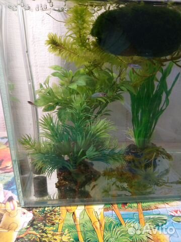 Мальки рыбок Петушок