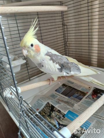 Отдам Птицу Кареллу